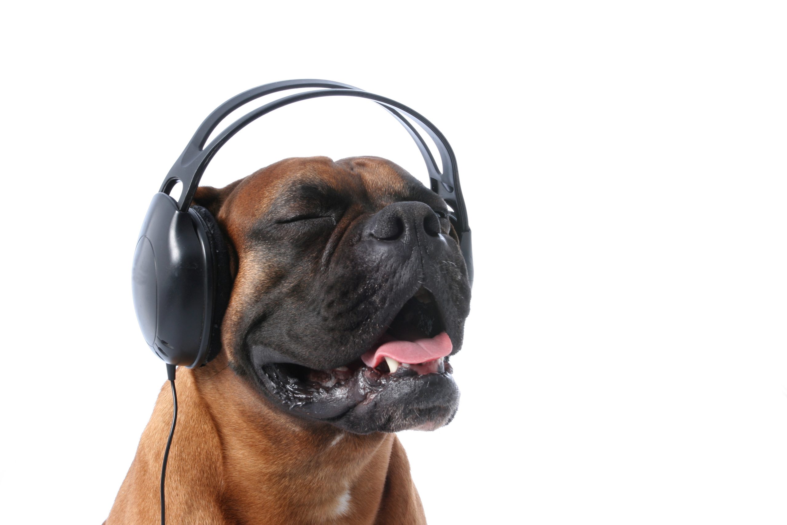 Cool Job Alert: The Mercury is Hiring a Music Section Editor ...